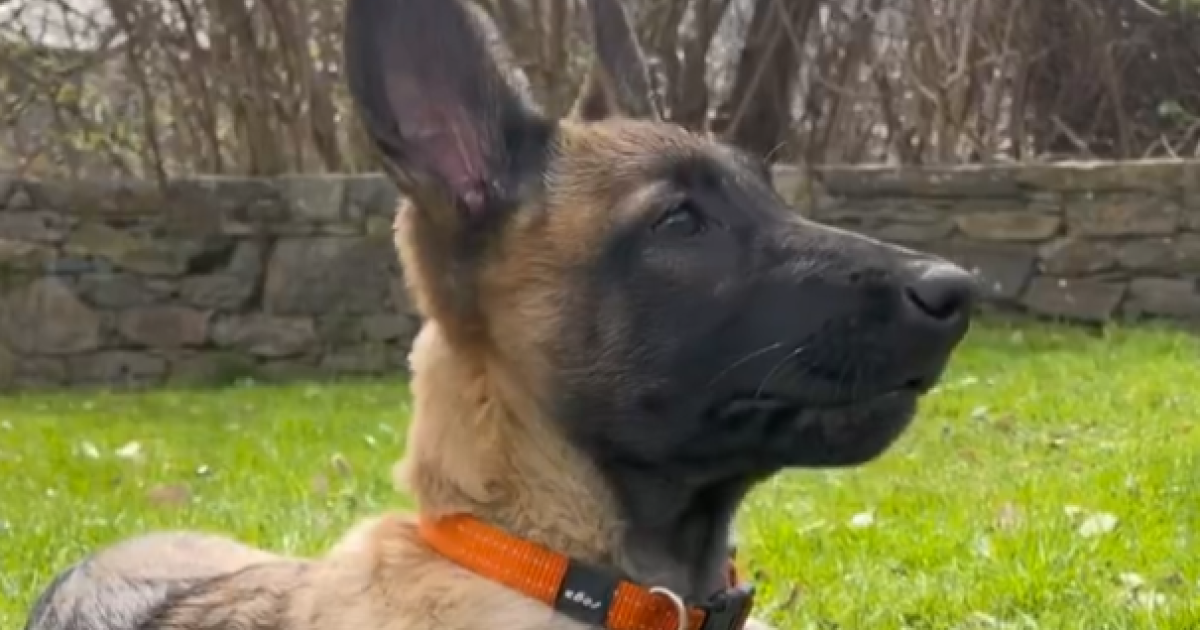 La policia presenta la nova gossa del cos