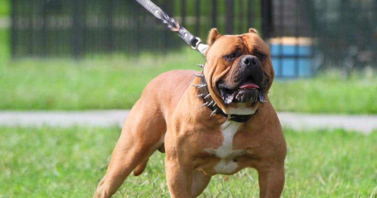 El morrió o no dur el gos lligat lideren els atestats