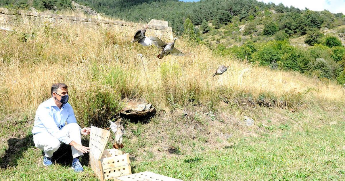 Alliberades dotze perdius xerra a la zona d'Aixàs