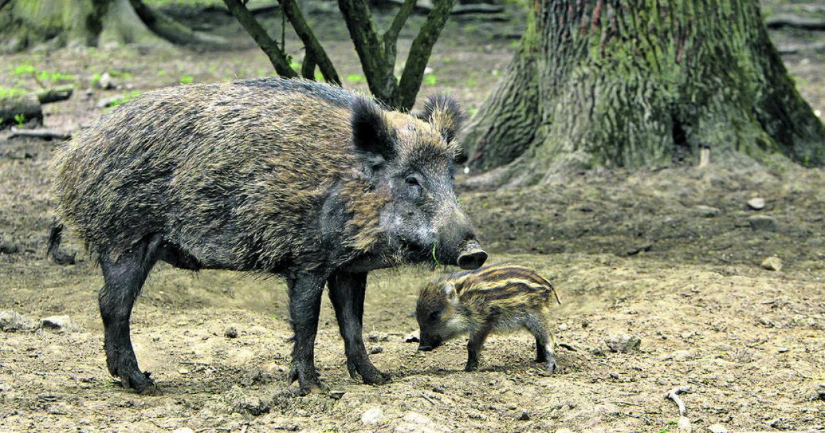 El porc fer o porc senglar