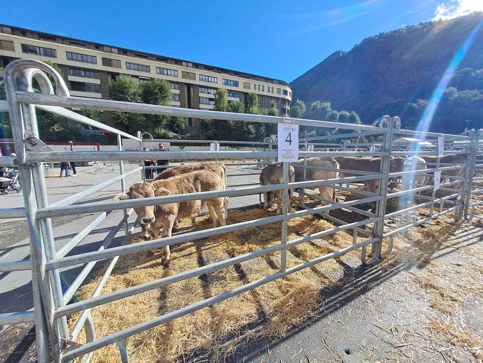 Fira del bestiar boví, oví i equí a Andorra la Vella
