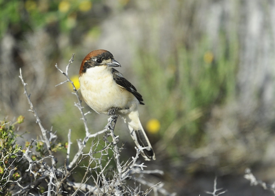 Medi Ambient licita els plans de recuperació de nou espècies d’ocells ...