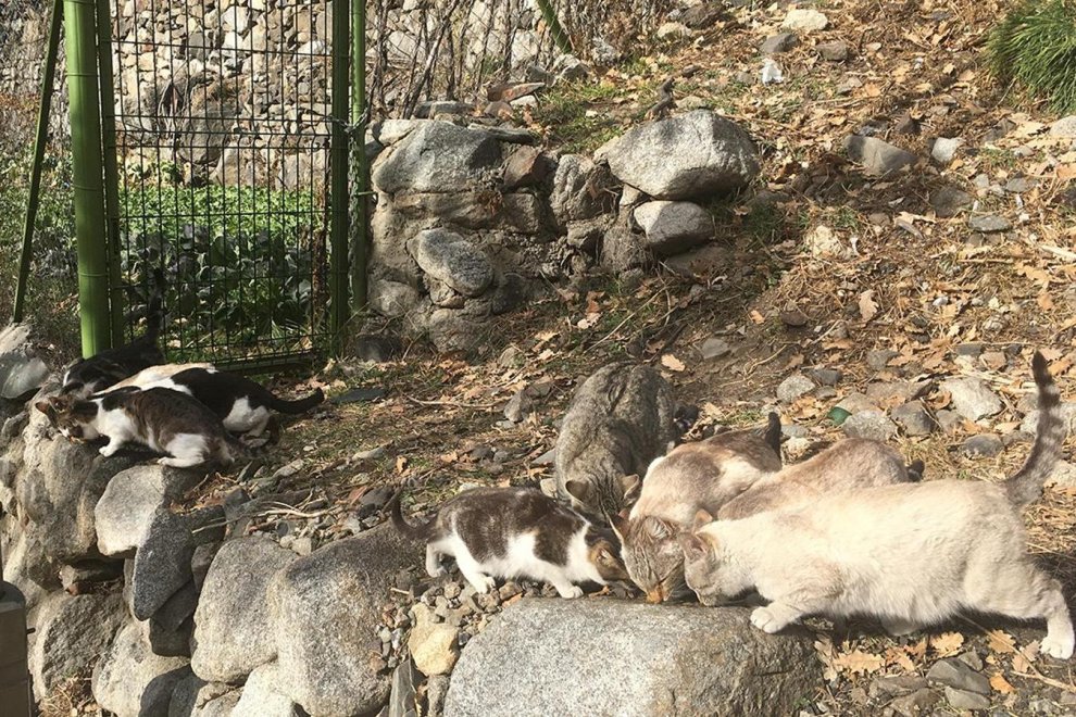 Censats 259 gats ferals en 26 colònies en una parròquia d'Andorra